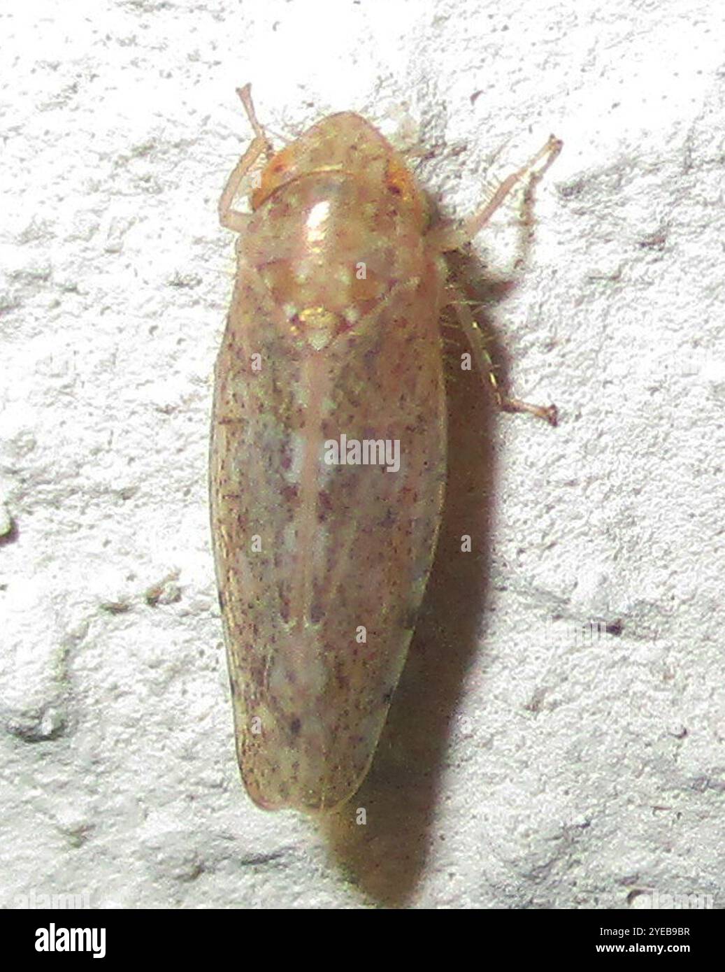 Typical Leafhoppers (Cicadellidae Stock Photo - Alamy
