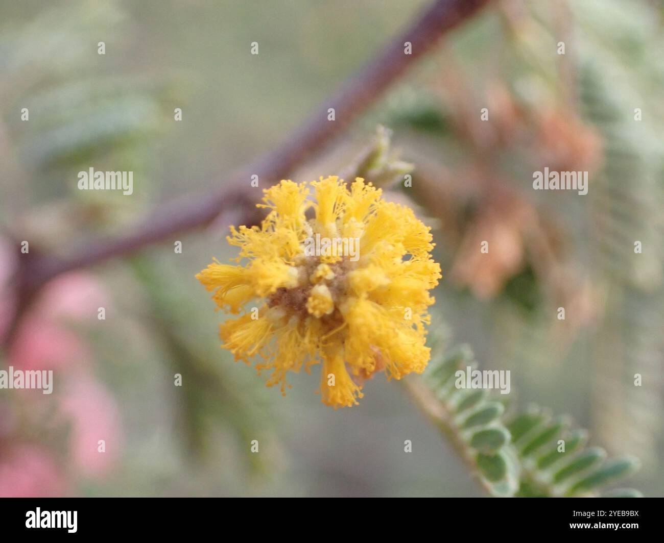 twisted acacia (Vachellia tortuosa Stock Photo - Alamy