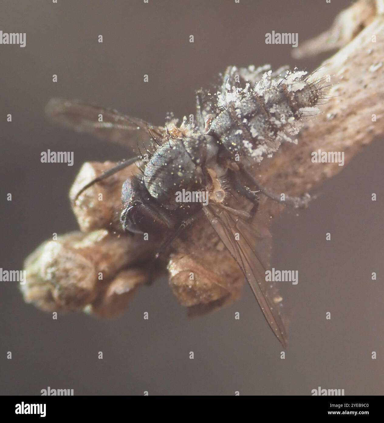 Fly Death Fungi (Entomophthora muscae Stock Photo - Alamy