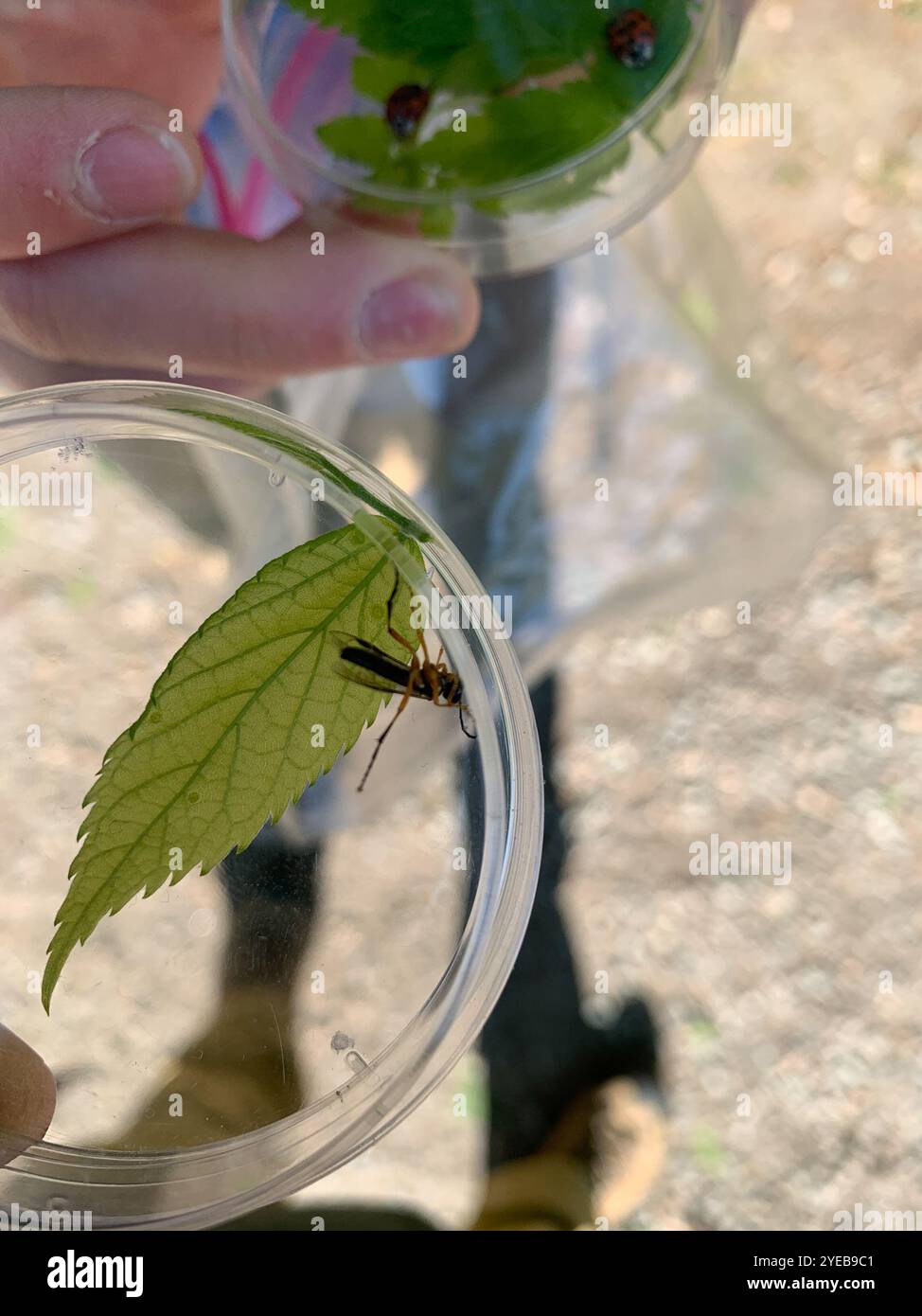 Ants, Bees, Wasps, and Sawflies (Hymenoptera Stock Photo - Alamy
