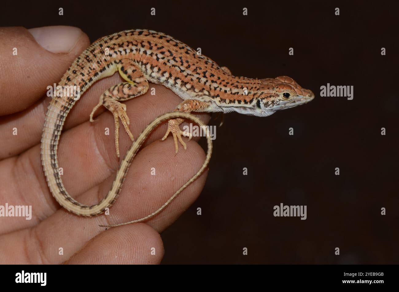 Spotted Desert Lizard (Meroles suborbitalis Stock Photo - Alamy