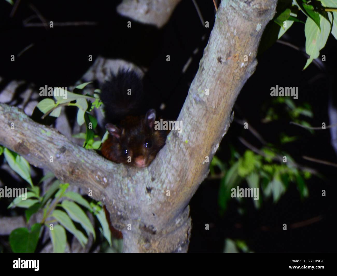 Giant flying squirrel hi-res stock photography and images - Alamy