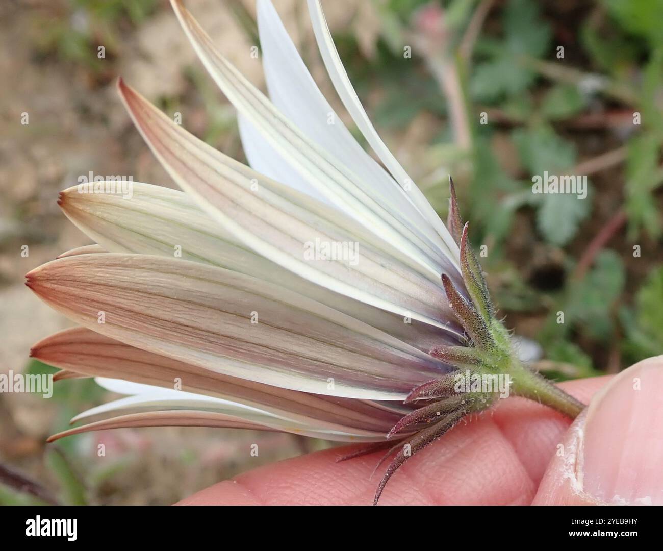 Cape marigold (Dimorphotheca sinuata Stock Photo - Alamy