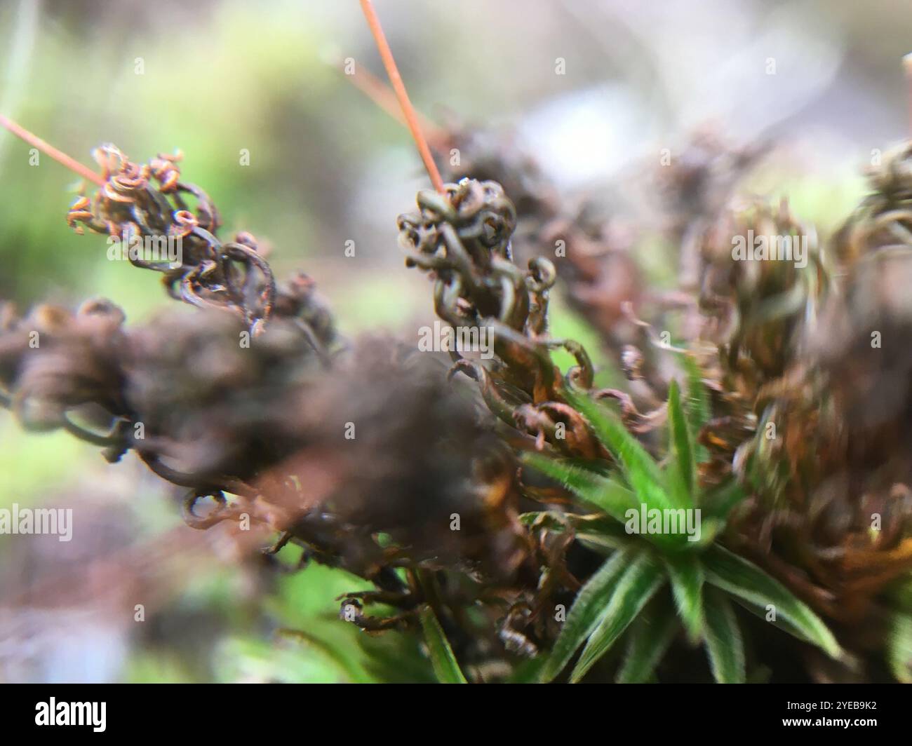 lesser smoothcap (Atrichum angustatum Stock Photo - Alamy