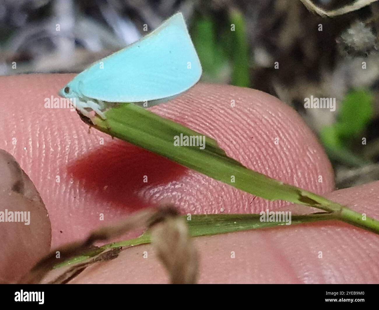 Torpedo Bug (Siphanta acuta Stock Photo - Alamy