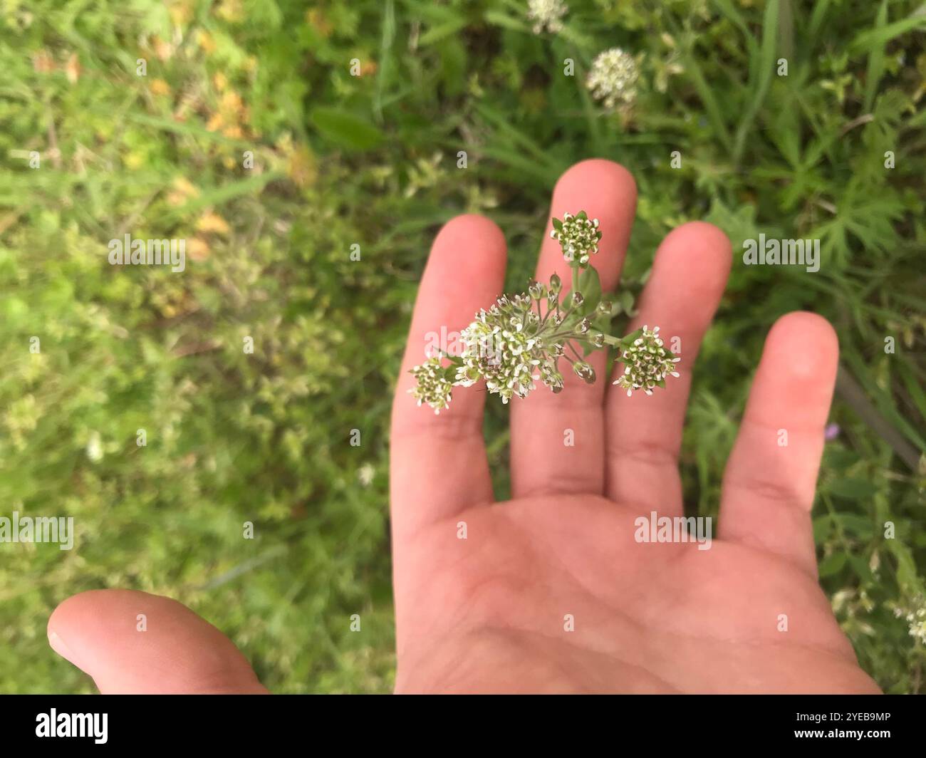 field peppergrass (Lepidium campestre Stock Photo - Alamy