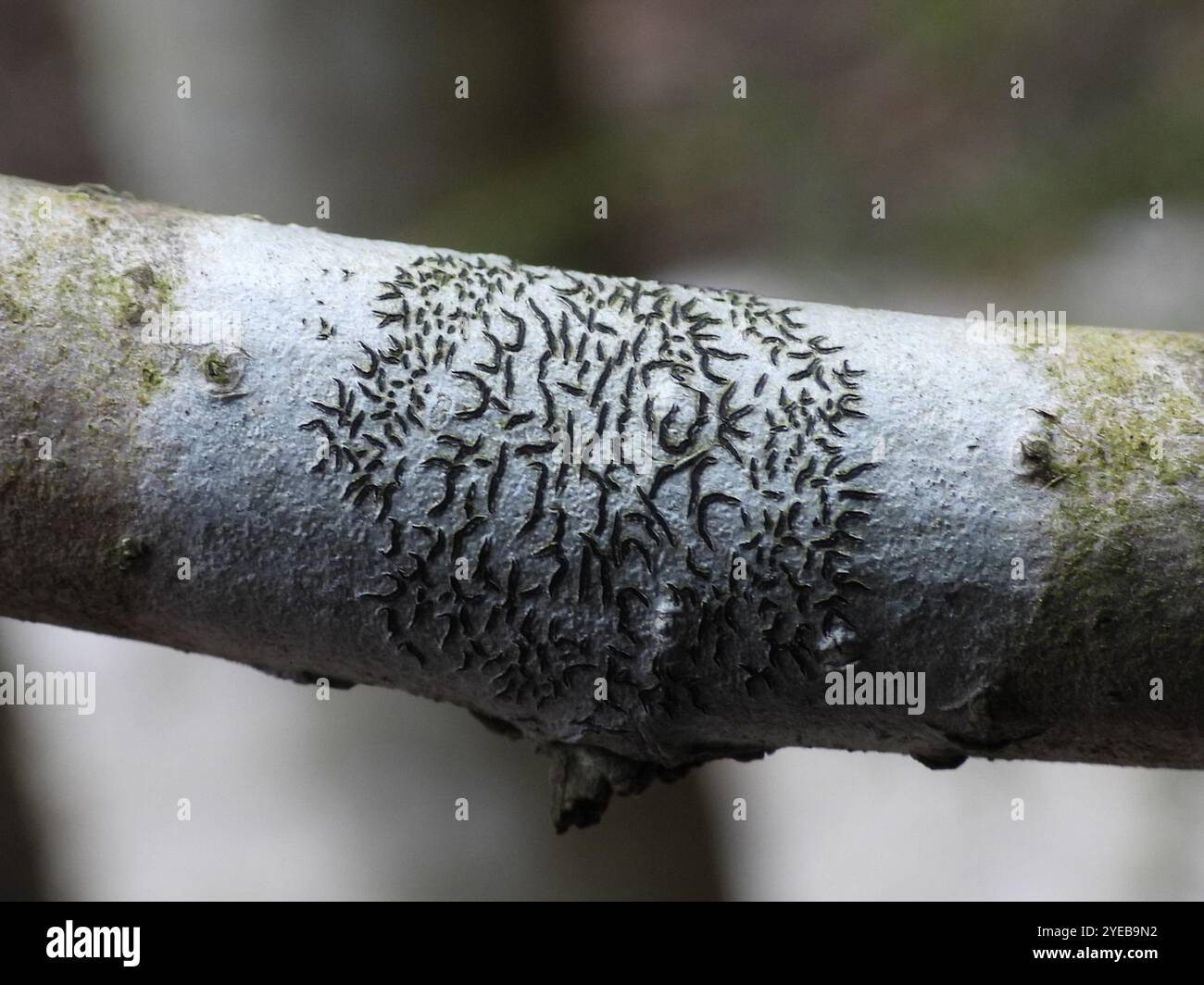 Graphis scripta hi-res stock photography and images - Alamy