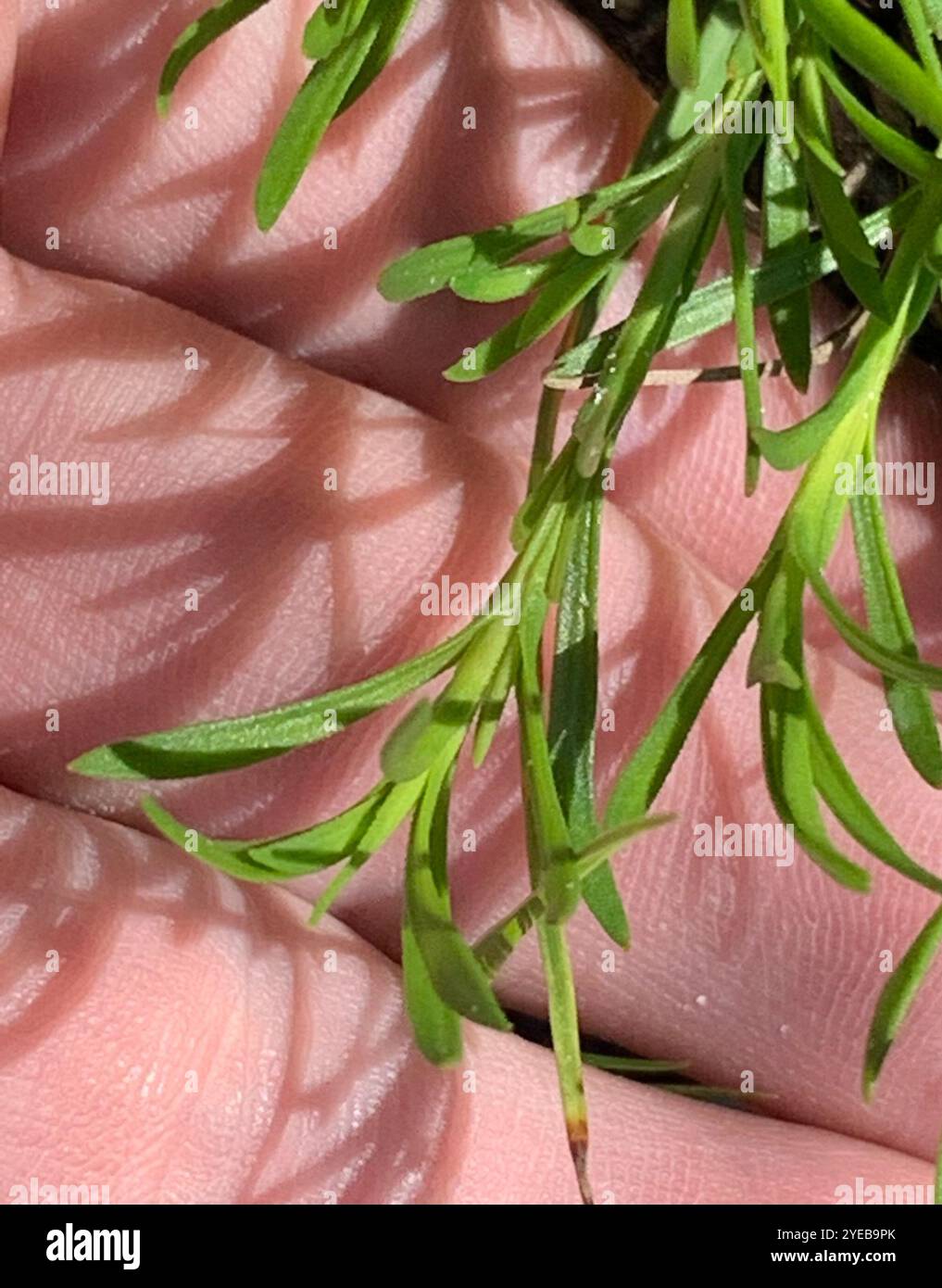 Rust Weed (Polypremum procumbens Stock Photo - Alamy