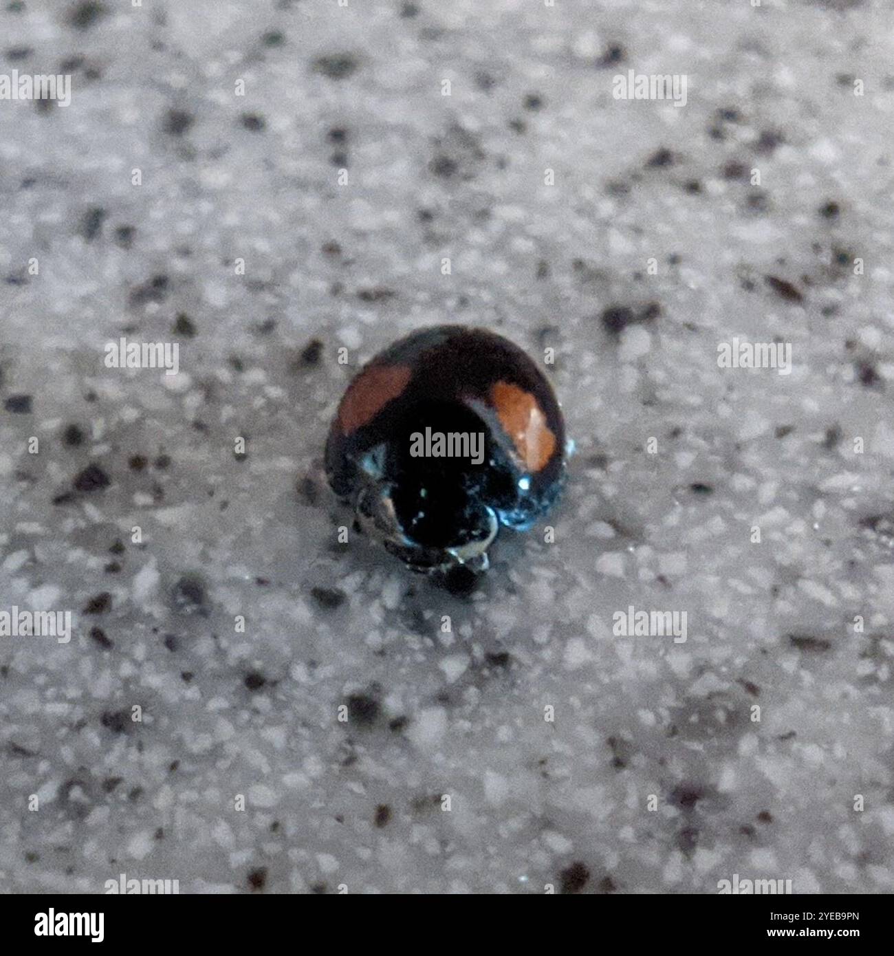 Ashy gray lady beetle hi-res stock photography and images - Alamy