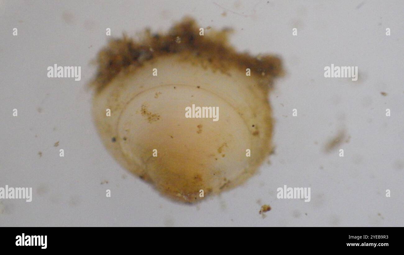 Pea Clams (Sphaeriidae Stock Photo - Alamy