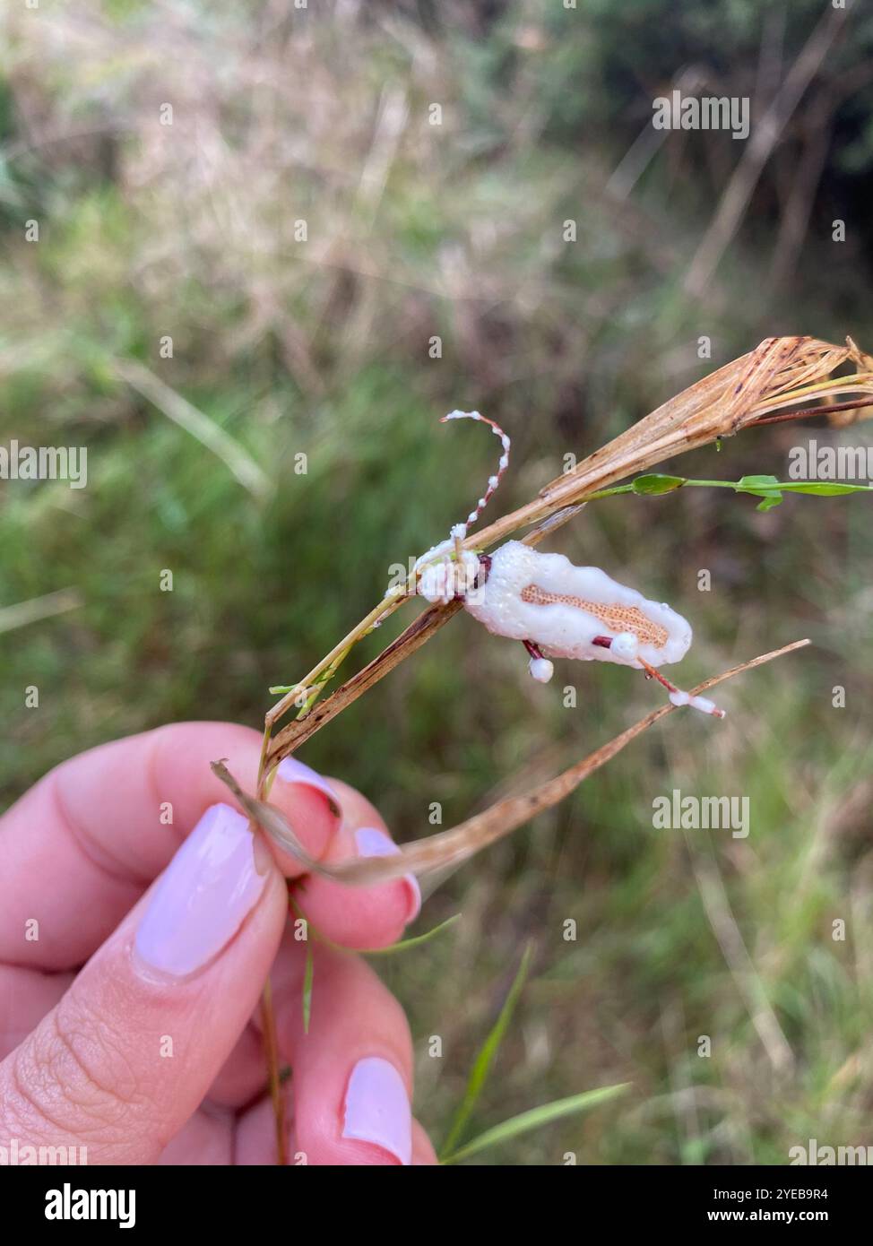 Beauveria hi-res stock photography and images - Alamy