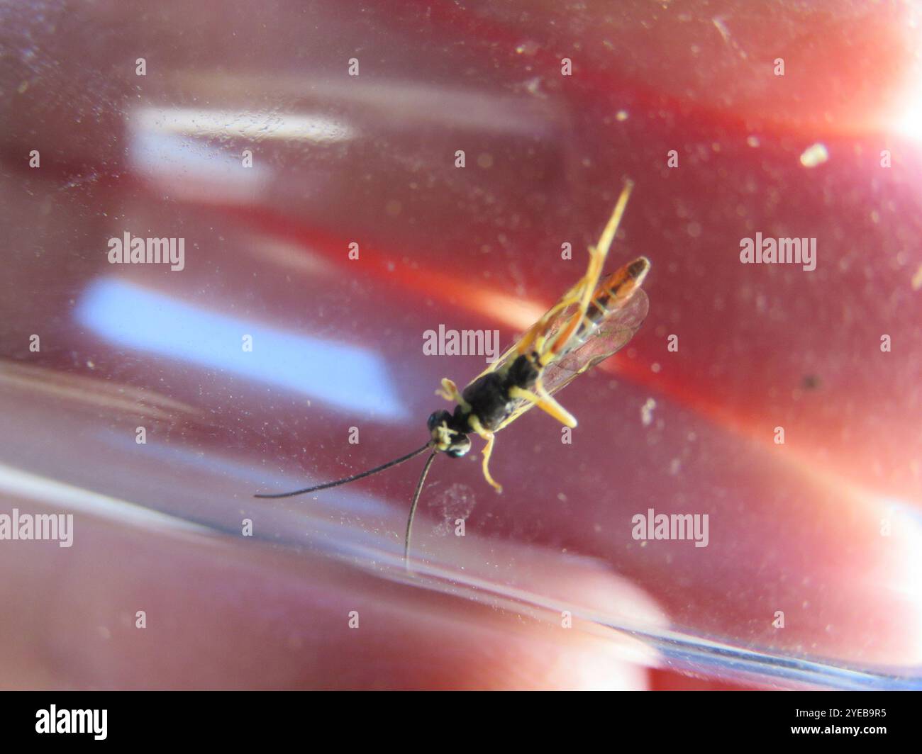 Common Hover Fly Parasitoid Wasp (Diplazon laetatorius Stock Photo - Alamy