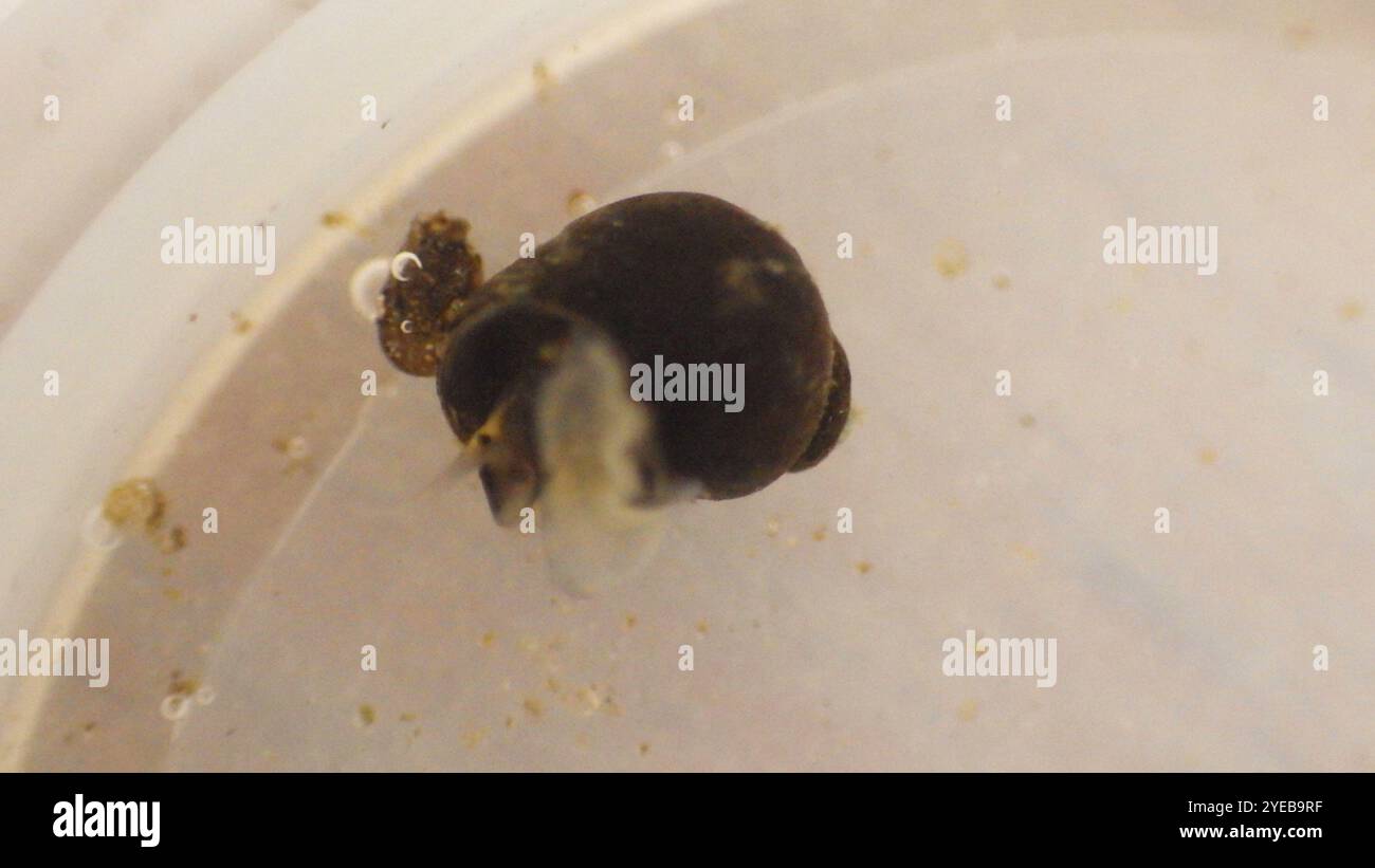 Hydrobiid Mud Snails (Hydrobiidae Stock Photo - Alamy