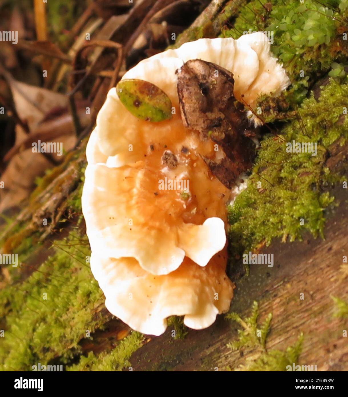 Cerrena hi-res stock photography and images - Alamy