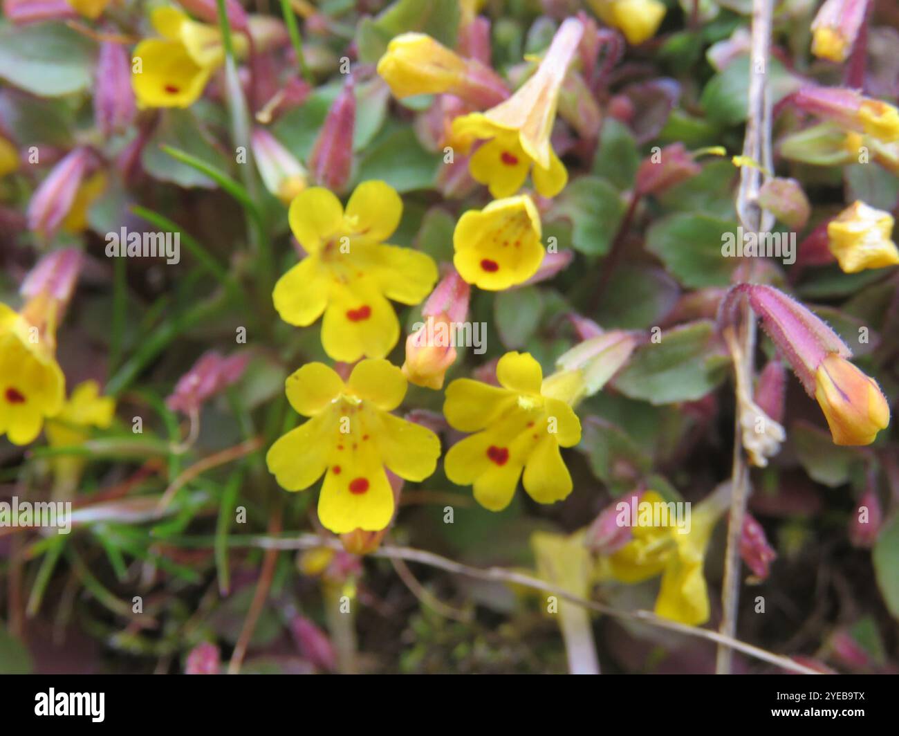 wingstem monkeyflower (Erythranthe alsinoides Stock Photo - Alamy