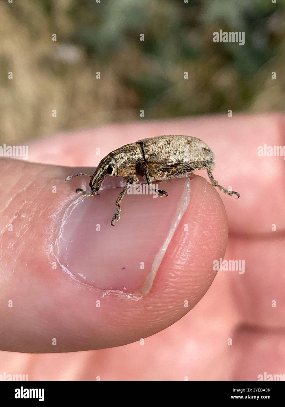 Large Thistle Weevil (Cleonis pigra Stock Photo - Alamy