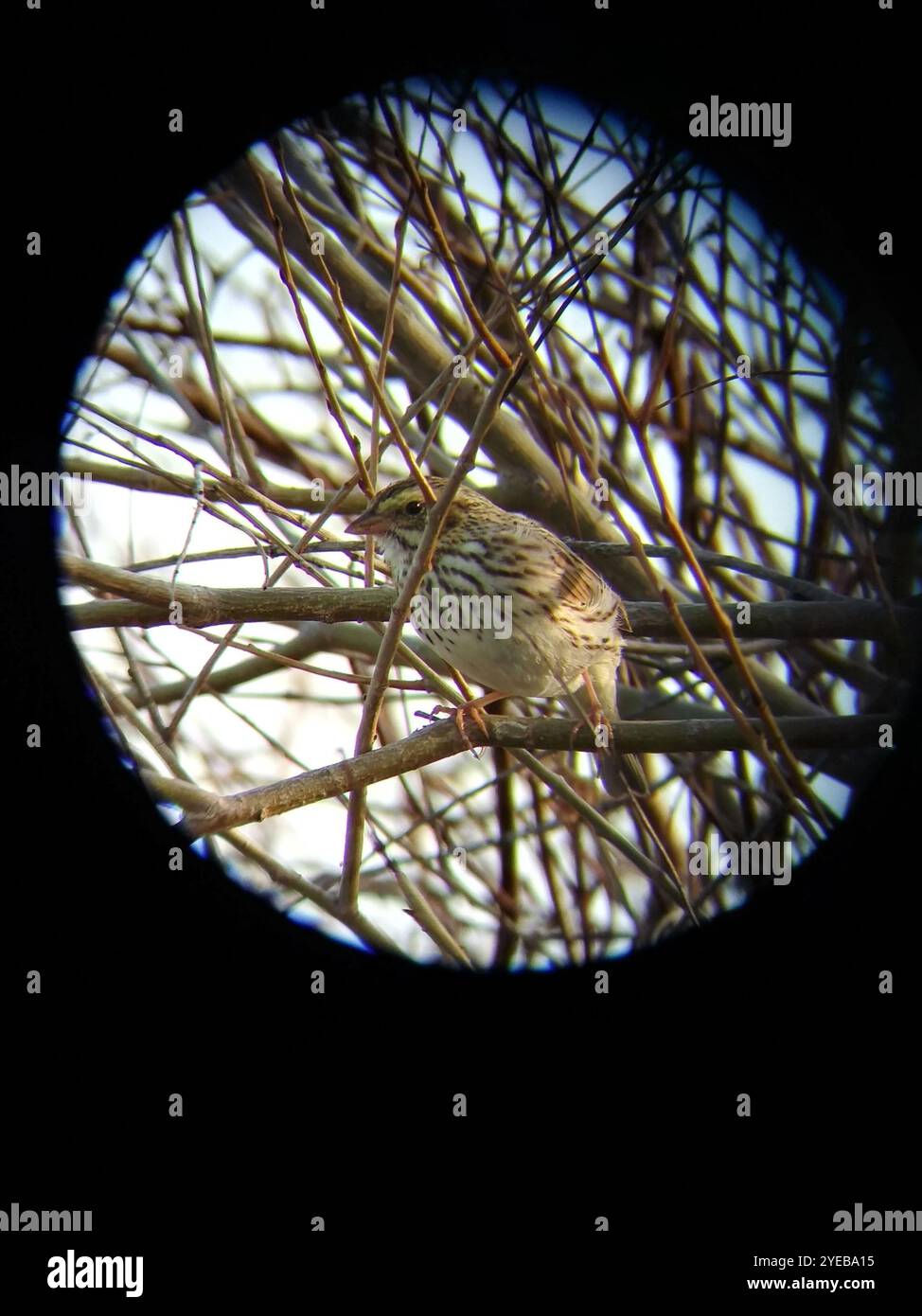 Savannah Sparrow (Passerculus sandwichensis Stock Photo - Alamy