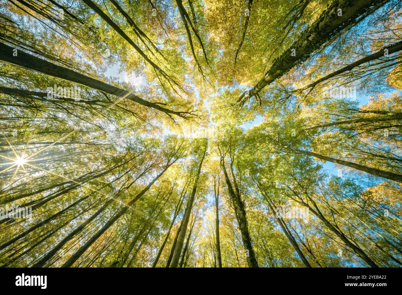Experience a breathtaking canopy view showcasing the stunning colors of ...