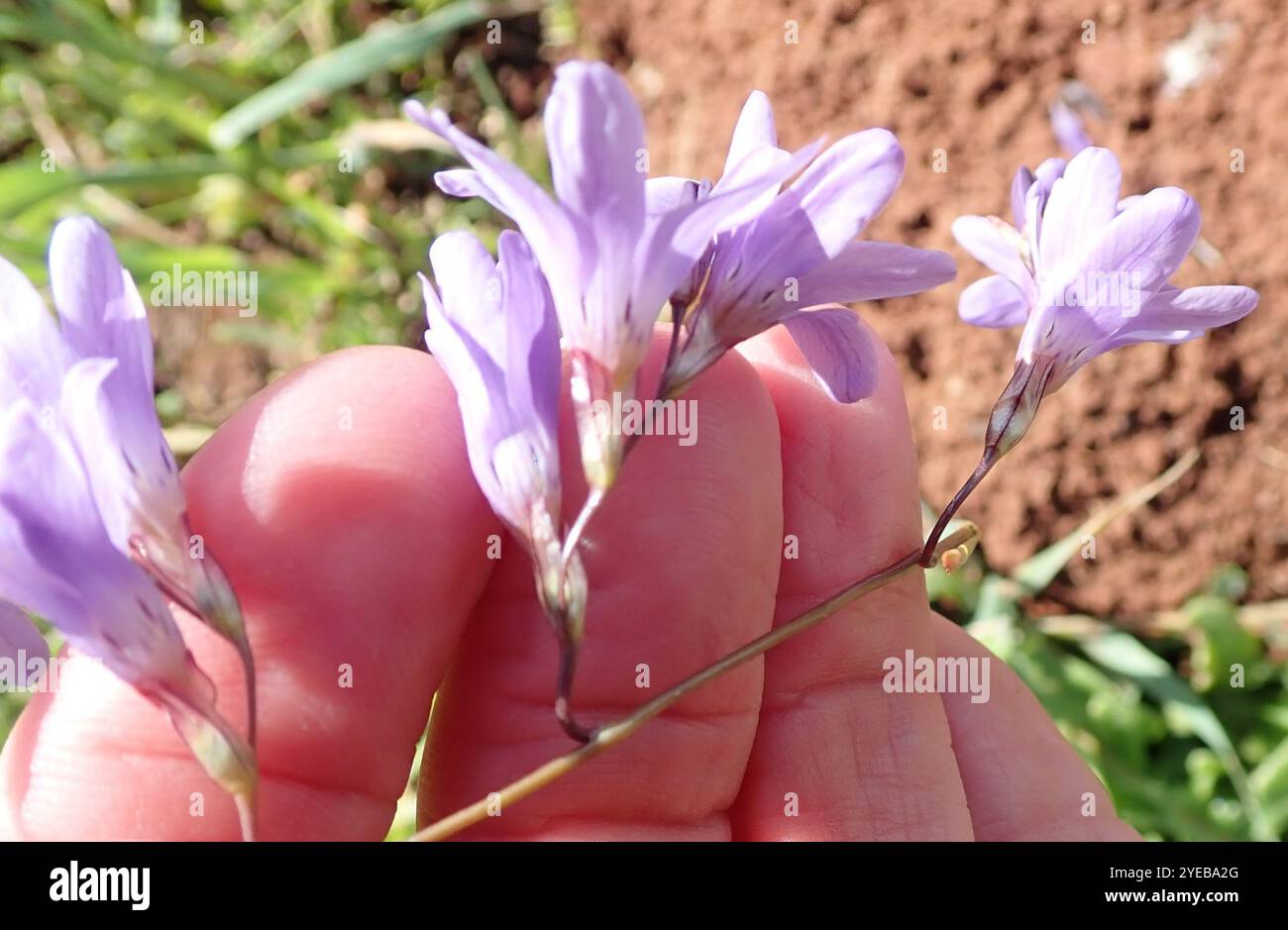 Blue Corn-lily (Ixia rapunculoides Stock Photo - Alamy