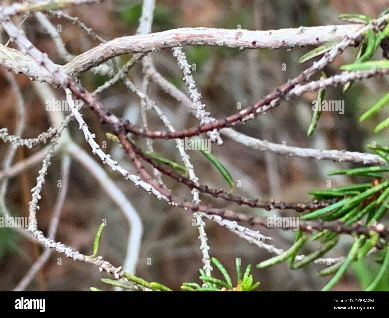 Florida rosemary (Ceratiola ericoides Stock Photo - Alamy