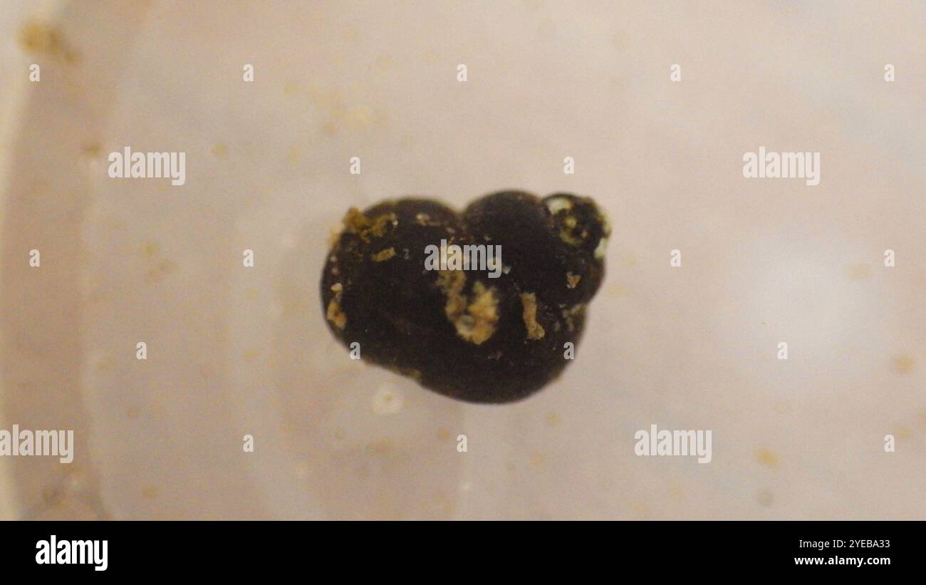 Hydrobiid Mud Snails (Hydrobiidae Stock Photo - Alamy