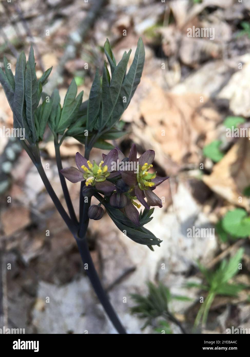 early blue cohosh (Caulophyllum giganteum Stock Photo - Alamy