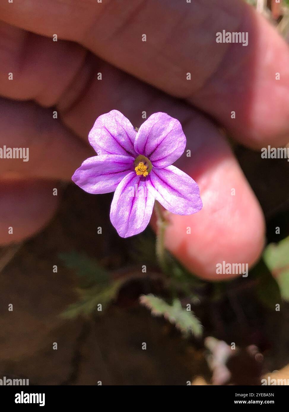 Mediterranean Stork's-bill (Erodium botrys Stock Photo - Alamy