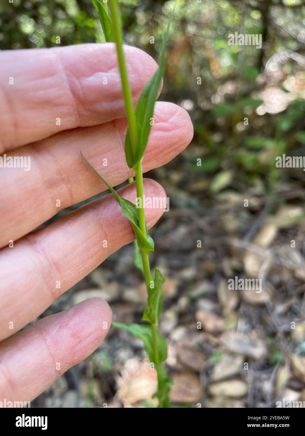 Tower Mustard (Turritis glabra Stock Photo - Alamy