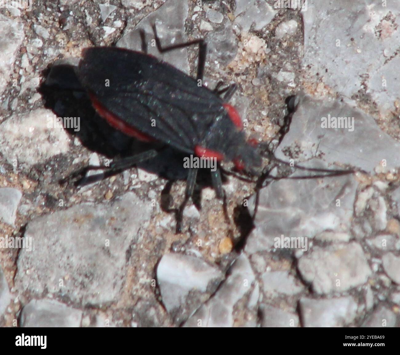 Red-shouldered Bug (Jadera haematoloma Stock Photo - Alamy