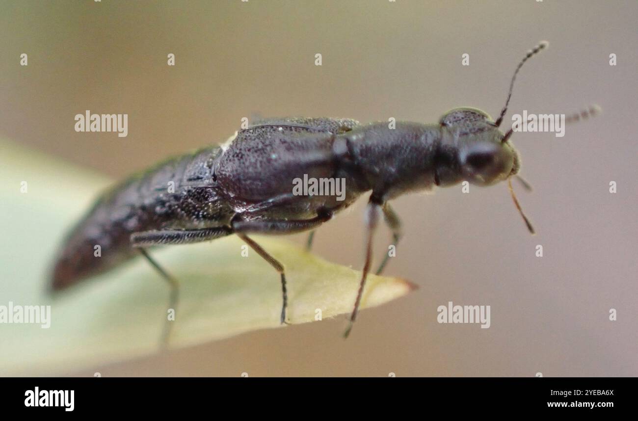 Stenus hi-res stock photography and images - Alamy