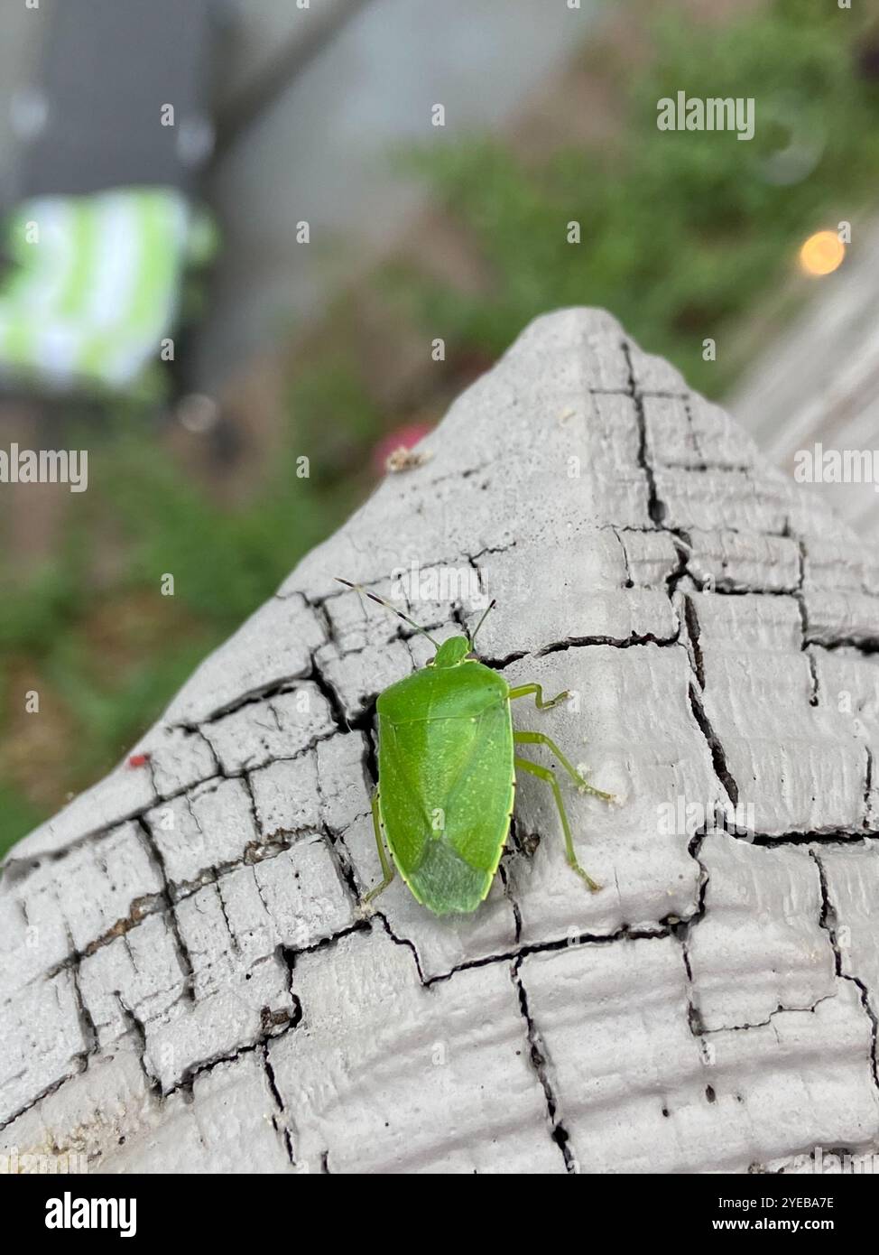 Green Stink Bug (Chinavia hilaris Stock Photo - Alamy