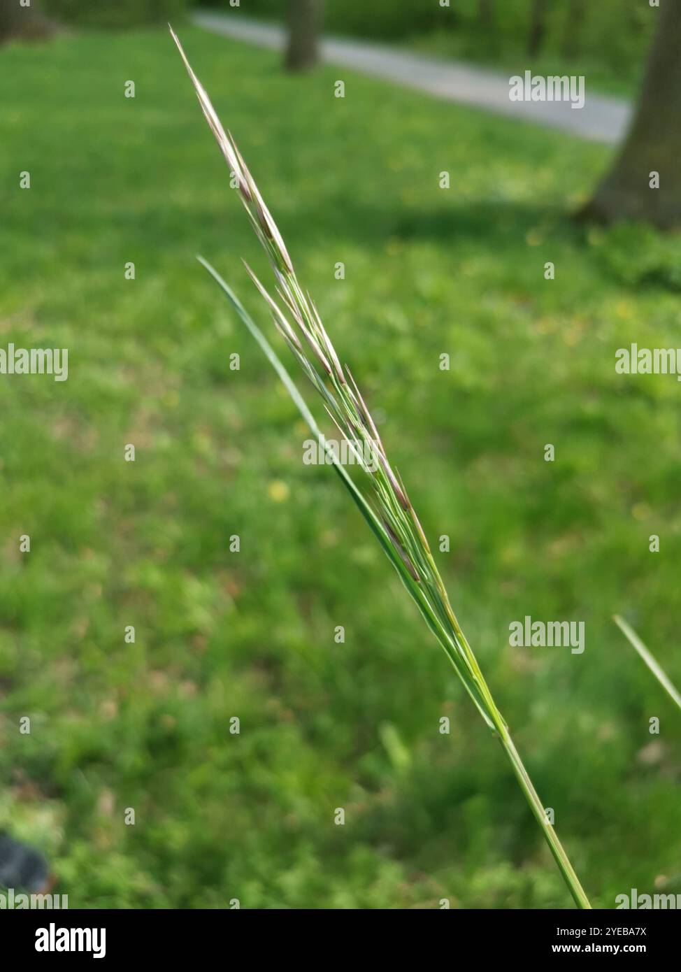 Upright Brome (Bromus erectus Stock Photo - Alamy