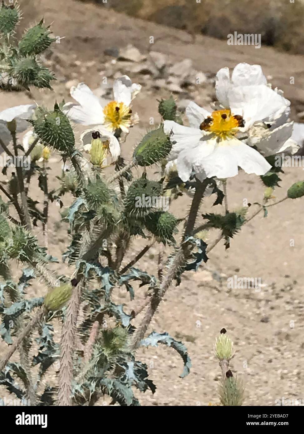 flatbud prickly poppy (Argemone munita Stock Photo - Alamy