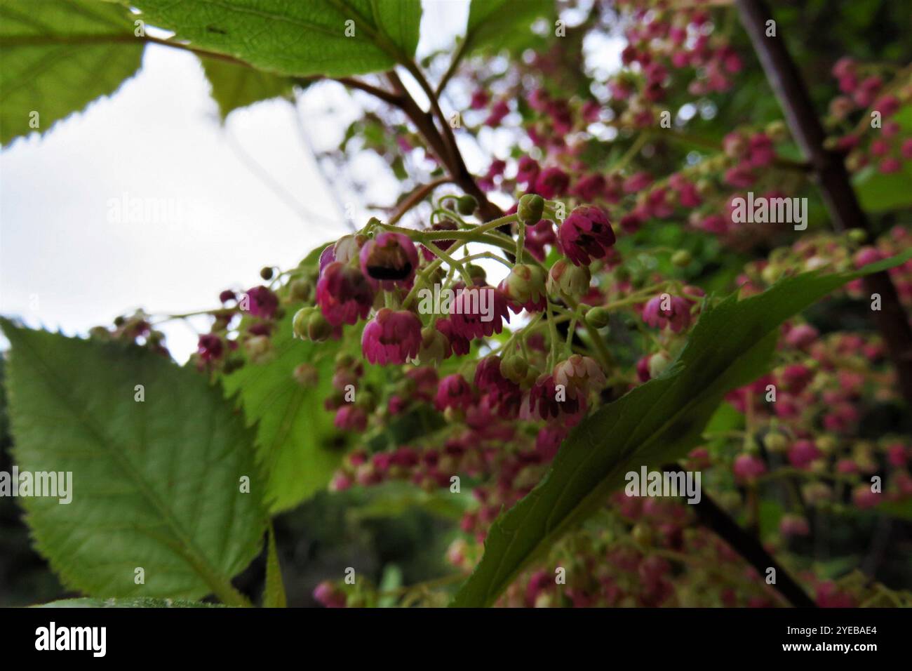 Wineberry (Aristotelia serrata Stock Photo - Alamy