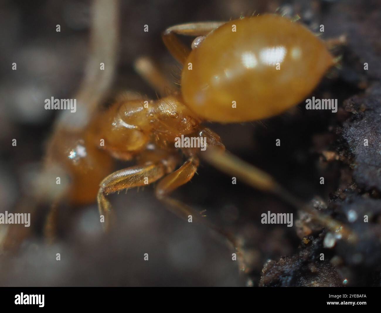 Acanthomyops hi-res stock photography and images - Alamy