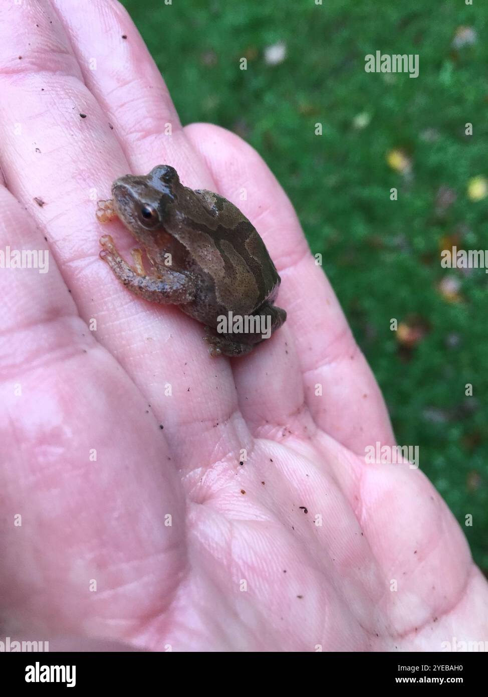 Spring Peeper (Pseudacris crucifer Stock Photo - Alamy