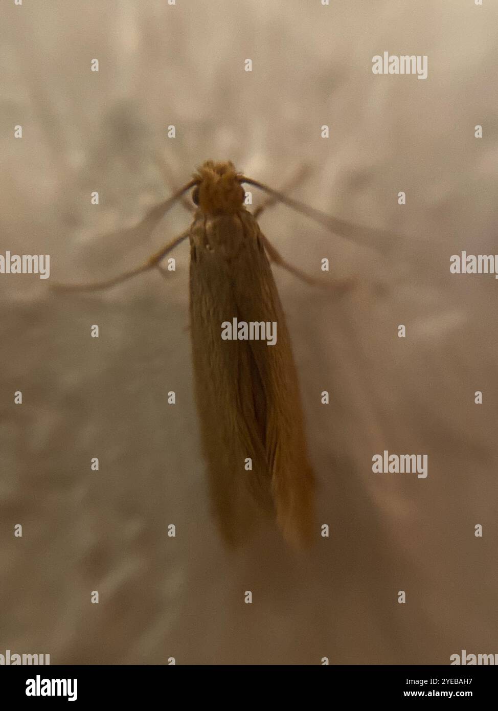 Webbing moth clothes hi-res stock photography and images - Alamy