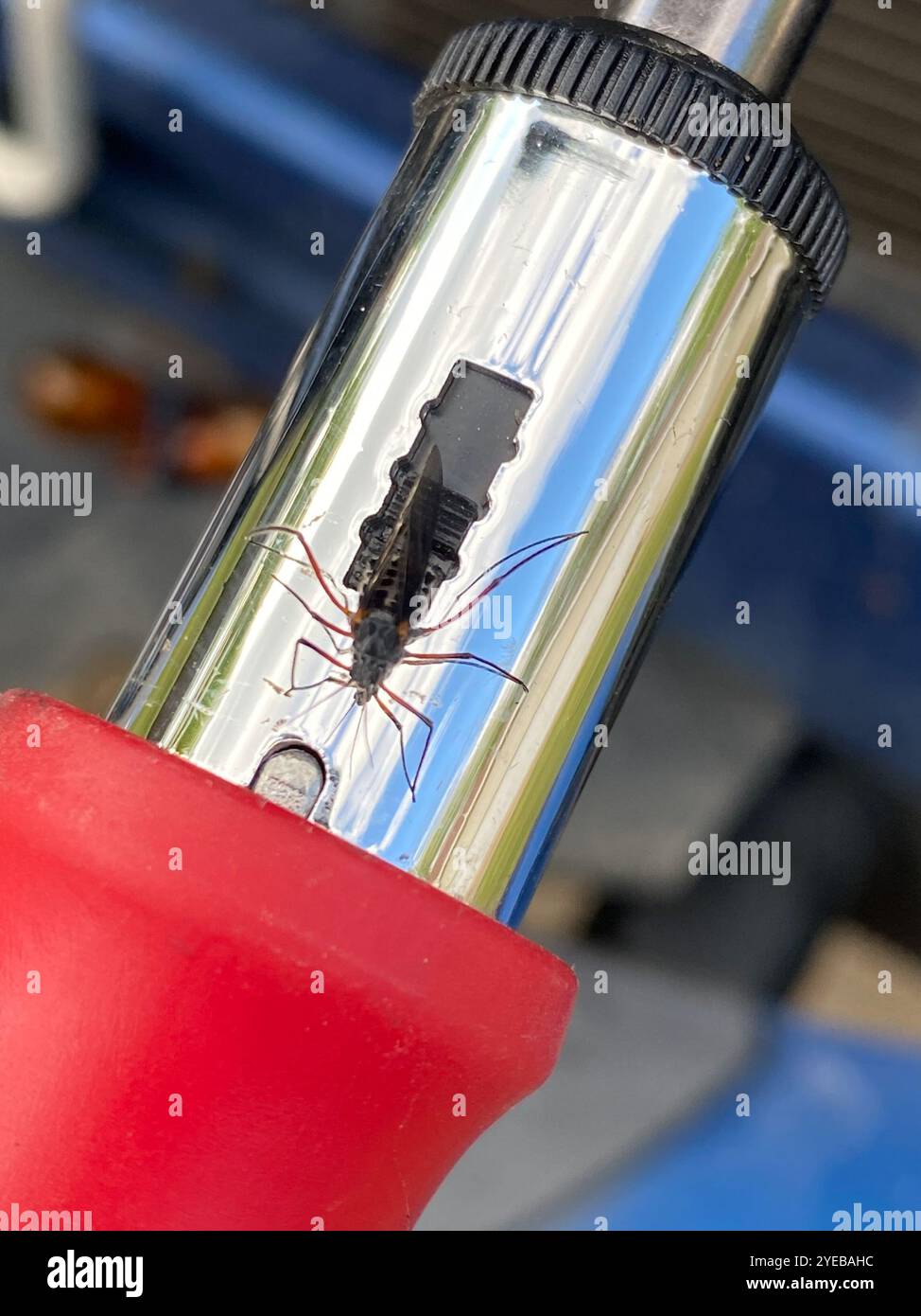 Giant aphid hi-res stock photography and images - Alamy