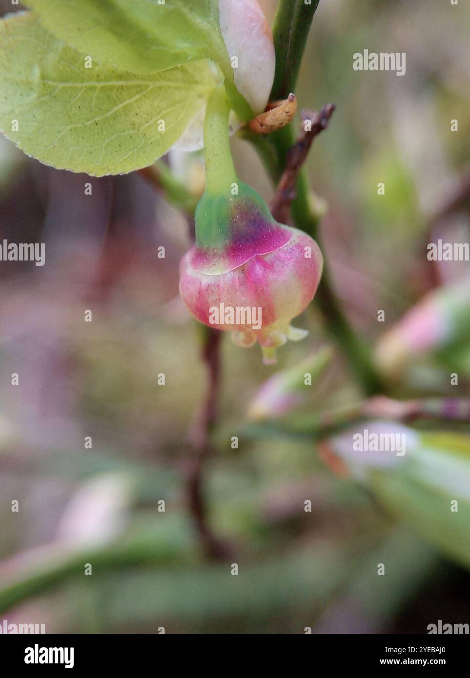 common bilberry (Vaccinium myrtillus Stock Photo - Alamy
