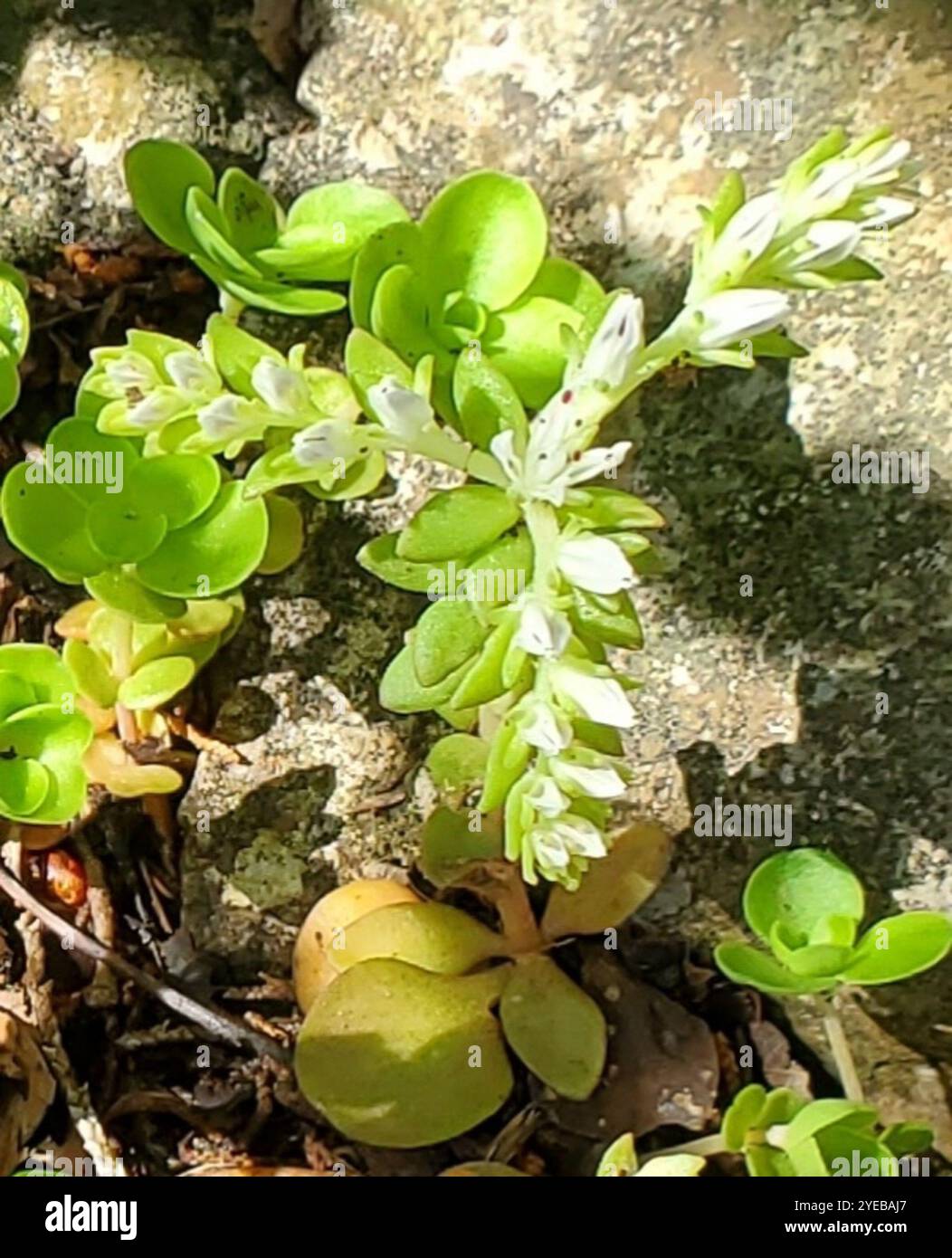 woodland stonecrop (Sedum ternatum Stock Photo - Alamy