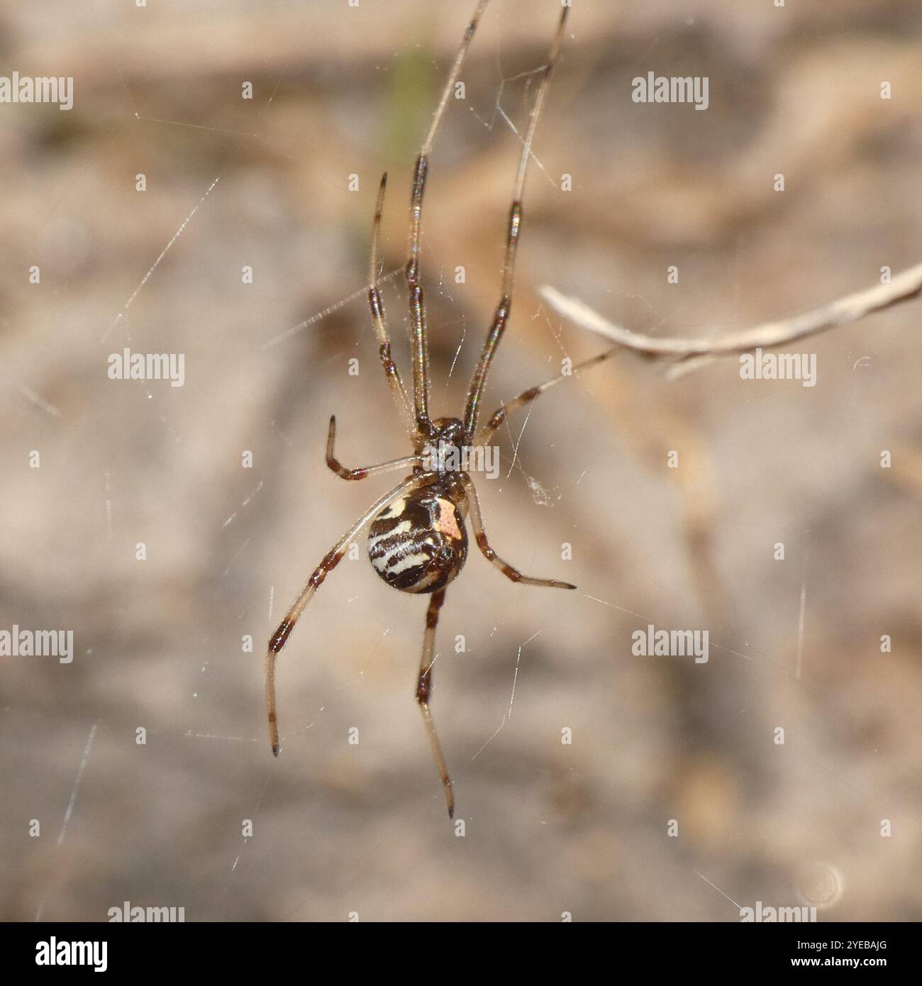 Brown Widow (Latrodectus geometricus Stock Photo - Alamy