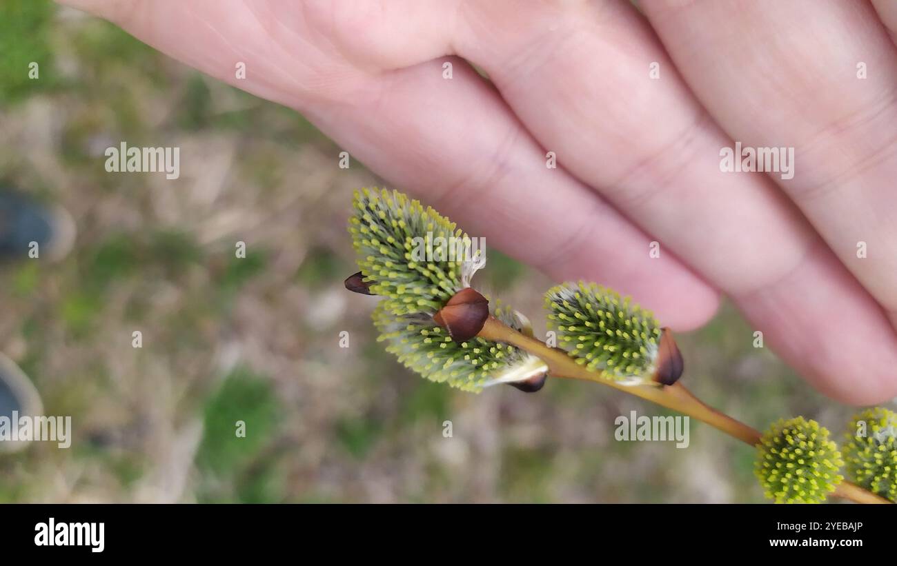 goat willow (Salix caprea Stock Photo - Alamy