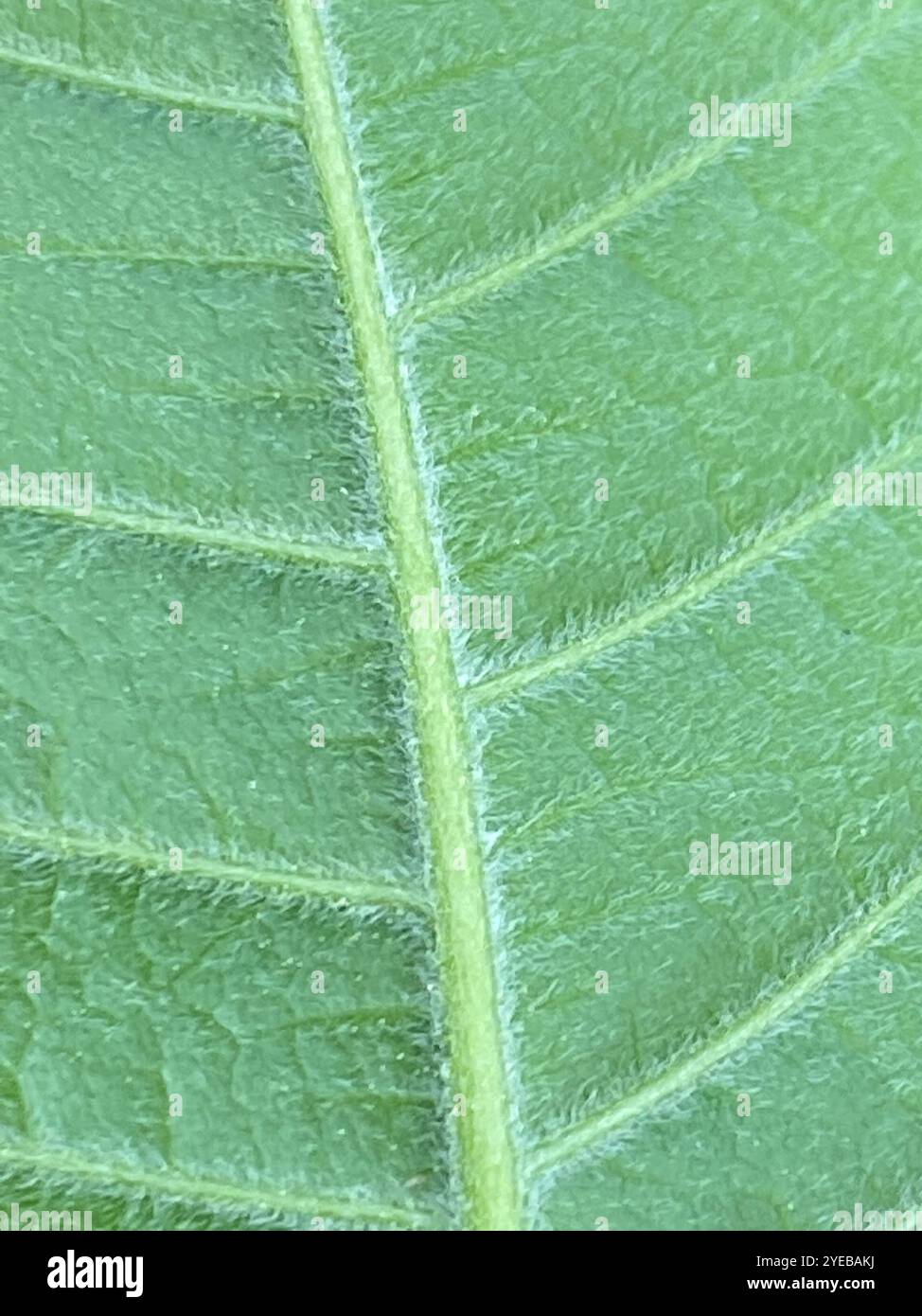 Wafer Ash (Ptelea trifoliata mollis Stock Photo - Alamy