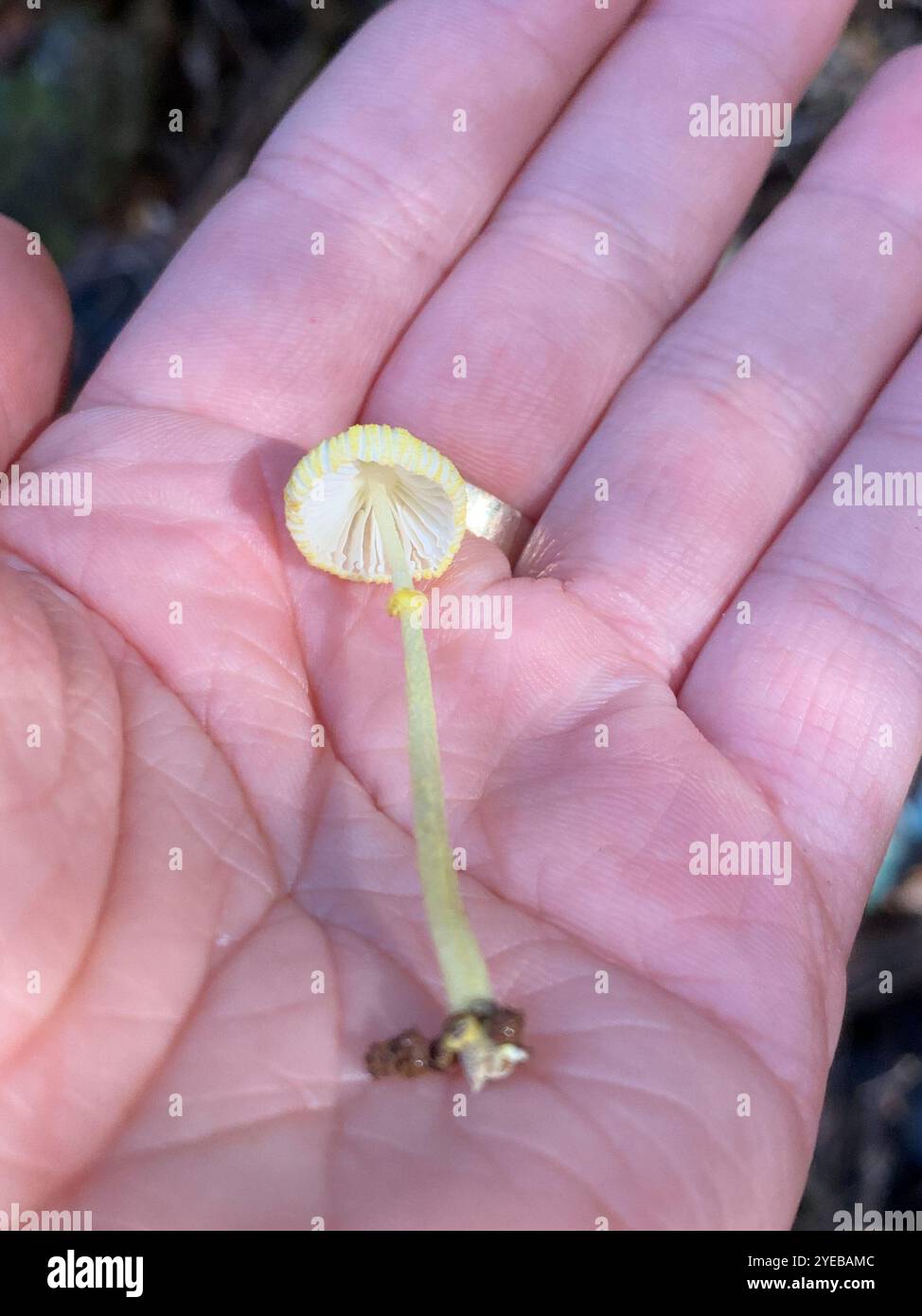 Fragile Dapperling (Leucocoprinus fragilissimus Stock Photo - Alamy