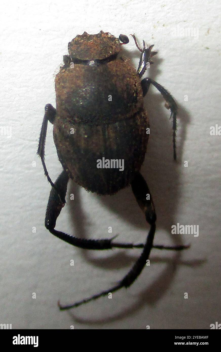 Spider Dung Beetles (Sisyphus Stock Photo - Alamy