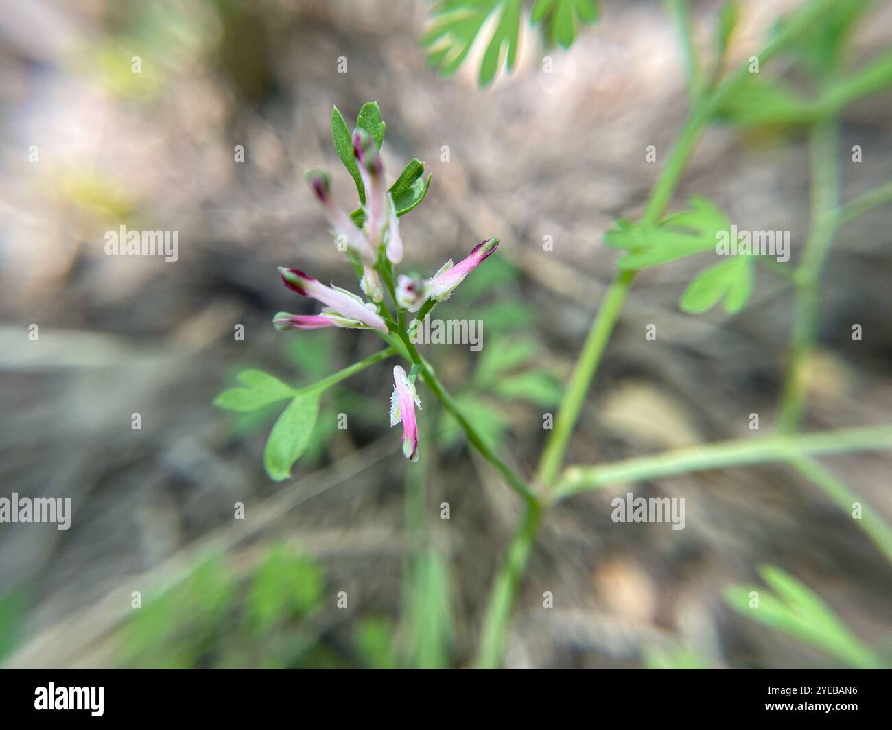 common ramping-fumitory (Fumaria muralis Stock Photo - Alamy