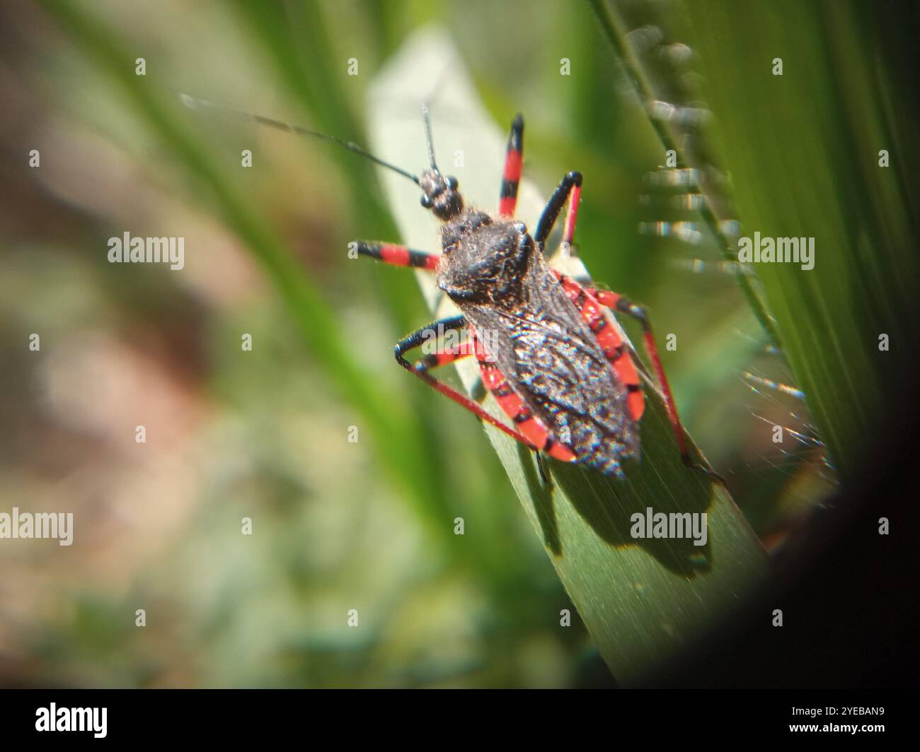 Rhynocoris annulatus hi-res stock photography and images - Alamy