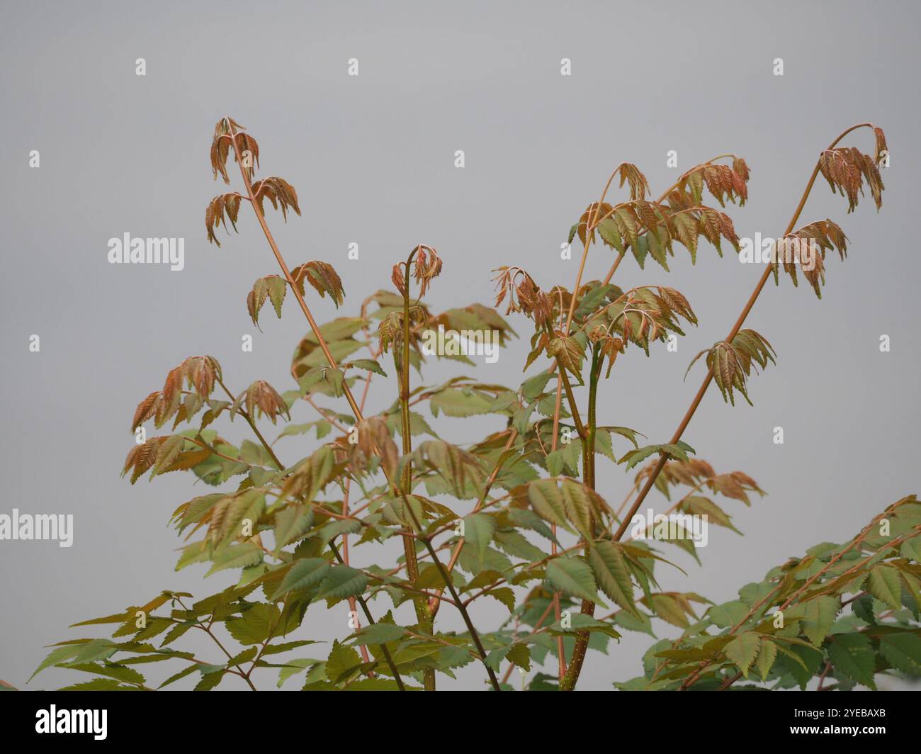 Taiwanese Rain Tree (Koelreuteria elegans Stock Photo - Alamy