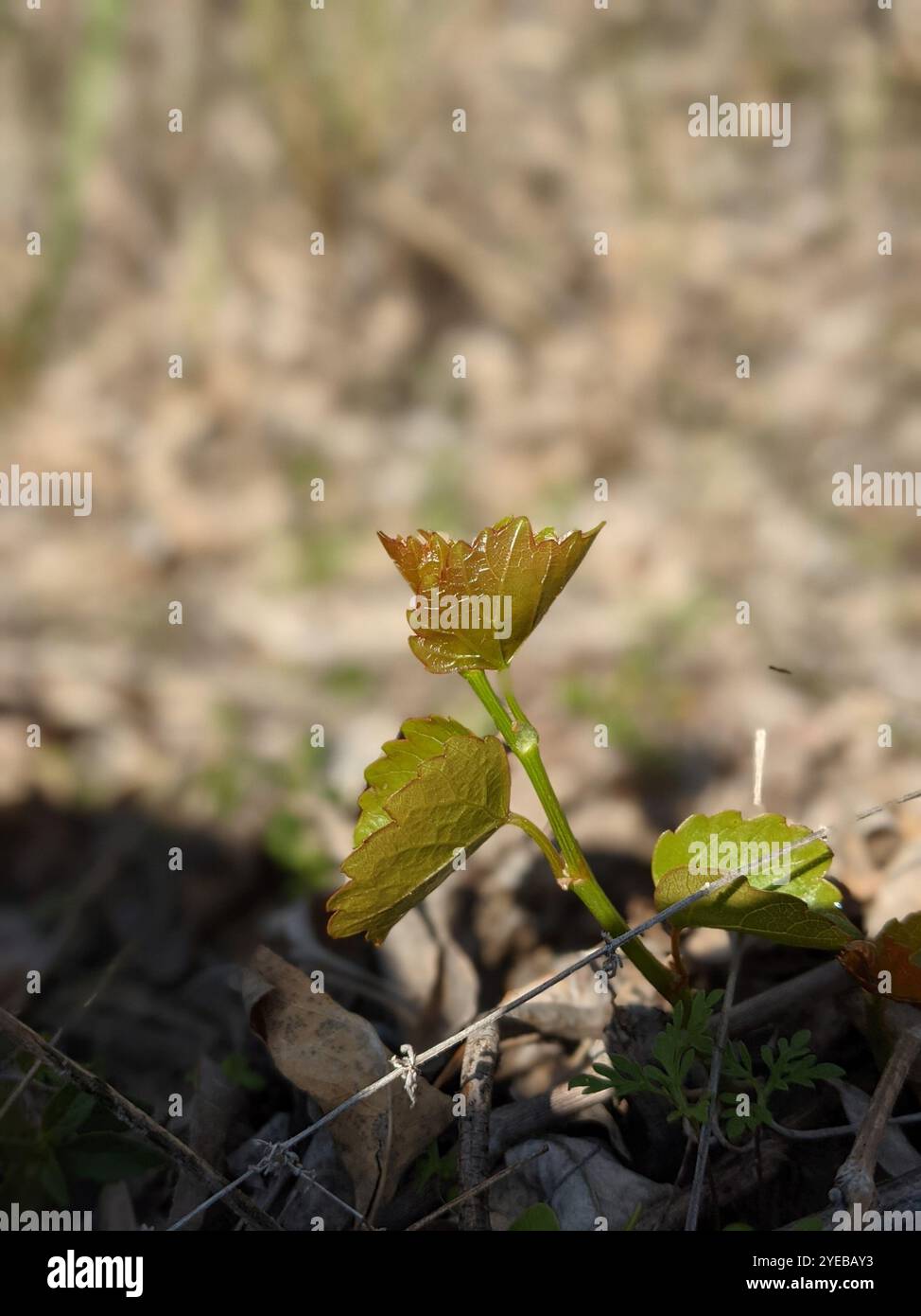 sand grape (Vitis rupestris Stock Photo - Alamy