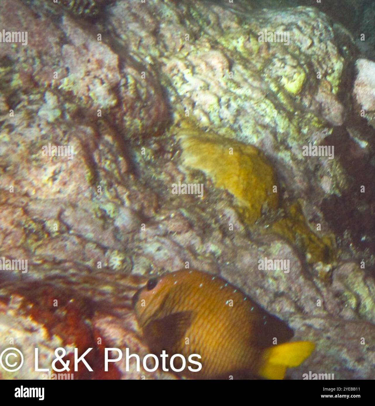 Yellowtail Damselfish (Microspathodon chrysurus Stock Photo - Alamy